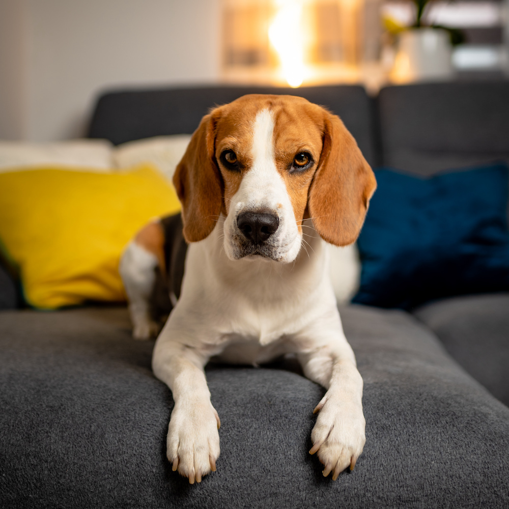 Forest Dogs | Services