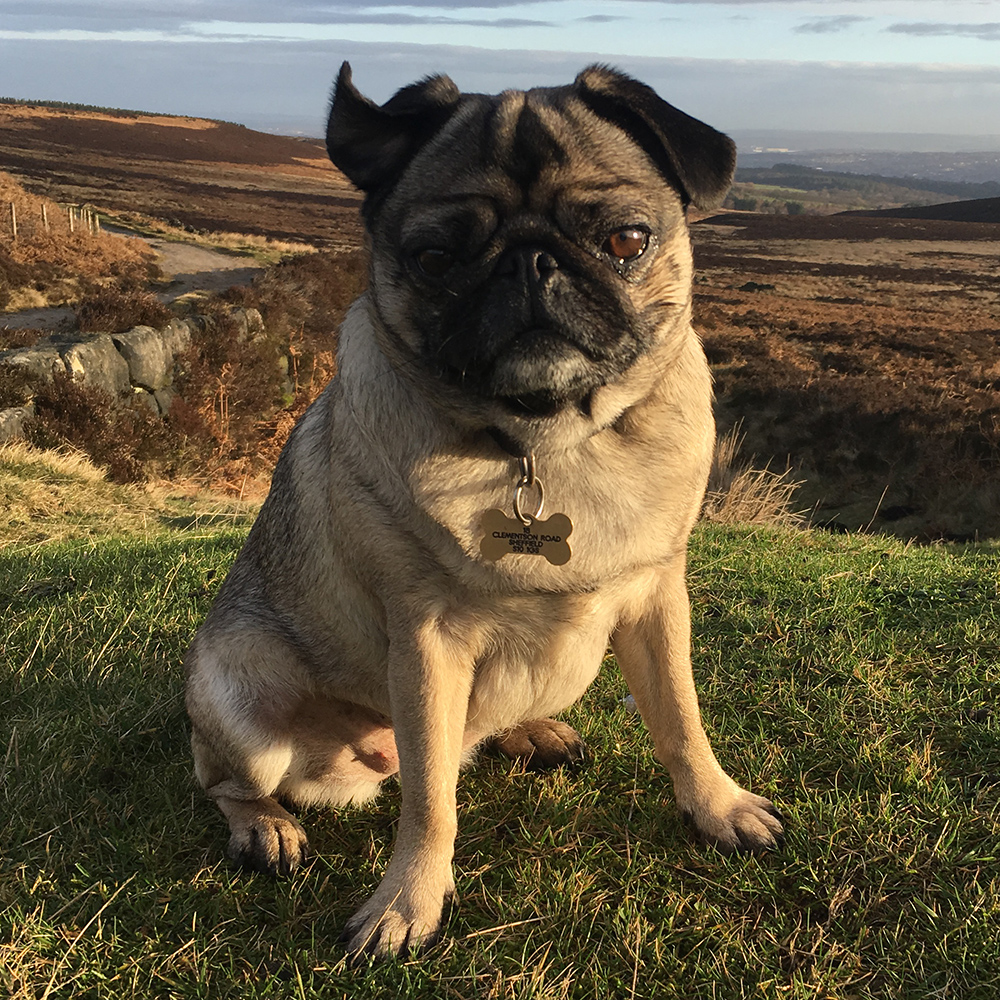 Forest Dogs | Services